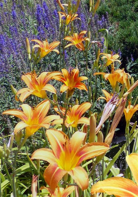 Do Lilies Have Seeds Green Packs