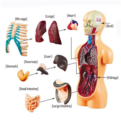 Human Body Model Organs Simple Assembly Learning Tool Kit Anatomy Mode