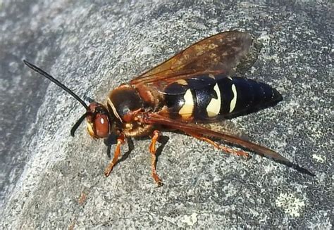 31 Species Of Wasps In Texas Pictures And Identification