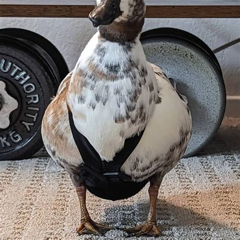 Bird Tuxedo Bird Diaper Bird Flightsuit Bird Costume Tux With Tails Parrot Fashions