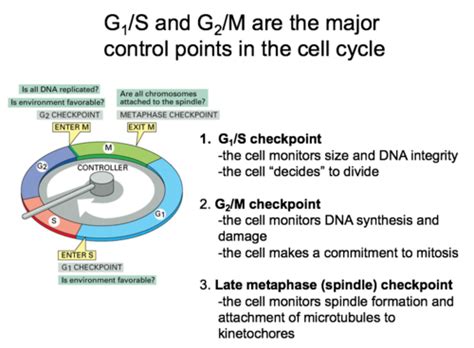Biol 200 Unit 7 The Cell Cycle Flashcards Quizlet