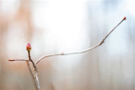 Spring Start Photograph By Jeromy Gorman Fine Art America