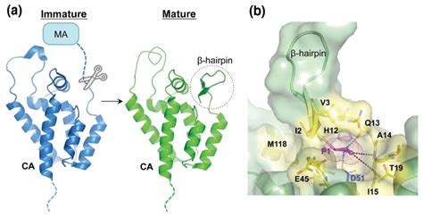 Proteolytic Processing At The Hiv 1 Ma Ca Junction Refolds The Hiv 1 Ca Download Scientific