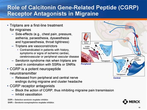 Receptors Calcitonin Gene Related Peptide Calcitonin Gene Related