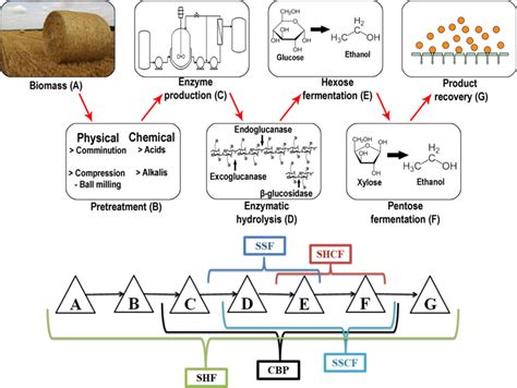 Various Strategies Of Bioprocessing For Converting Lignocellulosic Download Scientific Diagram