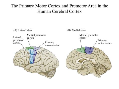 Lateral Premotor Area