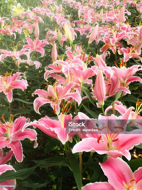 백합 꽃입니다 나리속 몽 상가 동양 그룹의 하이브리드 릴리입니다 오리엔탈 백합 그들의 향기로운 향수에 대 한 알려져 있다 피 중반에늦은 여름 Stargazers은 성장 하