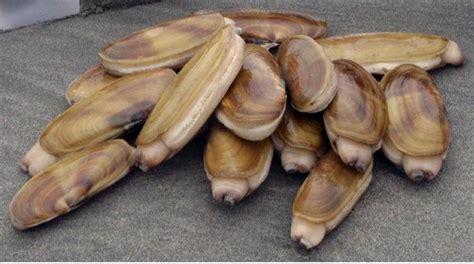 Washington Shellfish — Wa Shellfish Trail