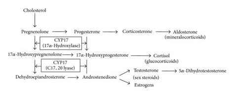 Simplified Pathway Of Steroid Hormone Biosynthesis And The Role Of