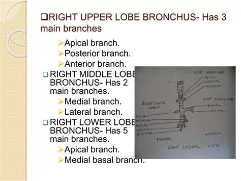 Tracheobronchial Tree 1 Pptx