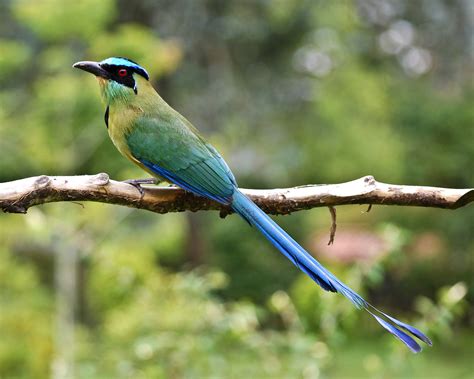 Bellas Aves De El Salvador Momotus Momota Coeruliceps Talapo Pájaro