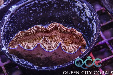 Ora Derasa Clam Wysiwyg Queen City Corals