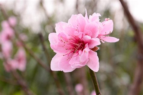 복숭아 꽃 Pixabay의 무료 사진 Pixabay