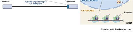 Rdna Structure And Ribosome Biogenesis In Mammalian Cells A