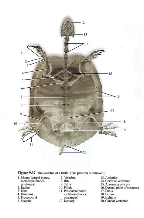 Turtle Skeletal Anatomy Pearl The Paleontologist Flickr