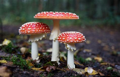 Mycelium Vs Fruiting Body Feral Fungi