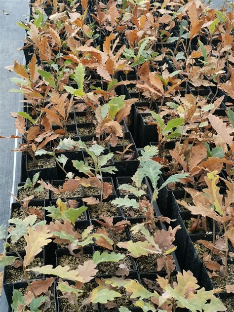 Black Truffle Tree English Oak Truffle Garden