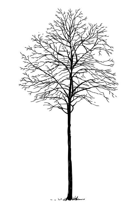 Premium Vector Tree Bare Deciduous Sapling Silhouette Oneseasonal