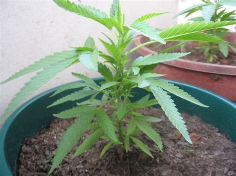 The Cannabis Plant Life Cycle Cannabis Stages Week By Week