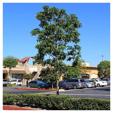 Brisbane Box Tree Height At Selma Burns Blog