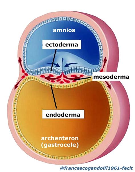 Ectoderma Kinesiopatia