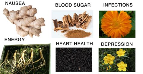 6 Awesome Herbs To Heal Body And Mind David Avocado Wolfe