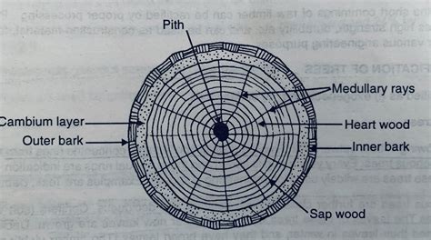 Structure Of A Tree Timber Construction
