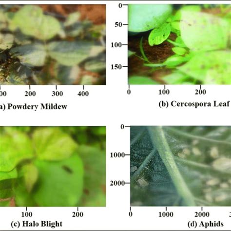 Deep Learning Based Automated Disease Detection And Pest Classification