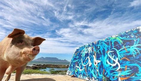 Pigcasso The Painter Pig Has Just Sold A Work For 20000 Pounds