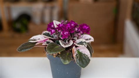 Afrička Ljubičica Hibridna Biljkeplants