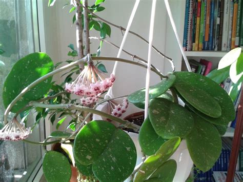12 Popular Species Of Hoya Plant Grow And Care Tips