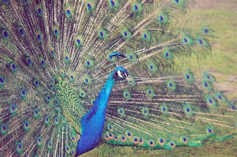 Mating Peacock Showing Off By Stocksy Contributor Urs Siedentop And Co Stocksy