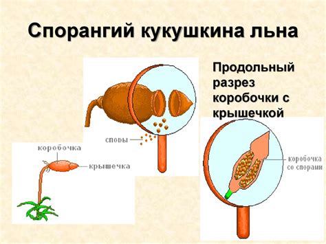 Строение мха Online Presentation