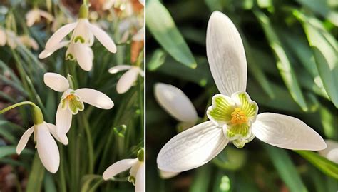 Scottish Snowdrops My Virtually Free From Kitchen