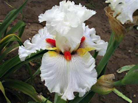 Frozen Fire Sutton Iris