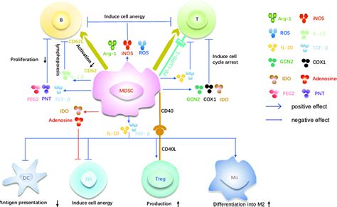 Function Of Mdscs T Cell Mdscs Can Promote Immune Suppression By Download Scientific Diagram