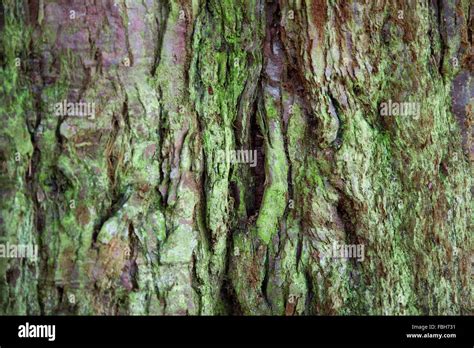 Bark Of Giant Redwood Tree Sequoiadendron Giganteum Close Up Stock