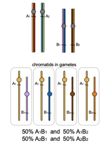 16 Identification Of Diseases In Monogenic Disorders Flashcards Quizlet