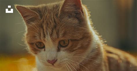 바닥에 앉아있는 주황색과 흰색 고양이 사진 Unsplash의 무료 고양이 이미지