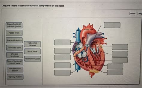 Solved Drag The Labels To Identify Structural Components Of