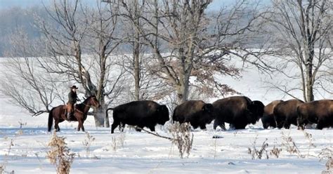 Bison Herds Are Growing In Wisconsin Recent News