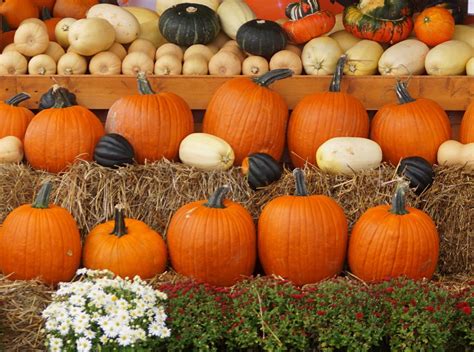 Wesley Chapels Best Pumpkin Patches