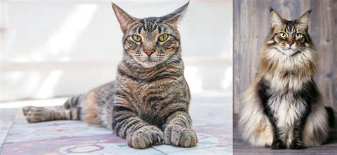 American Polydactyl Vs American Longhair Breed Comparison