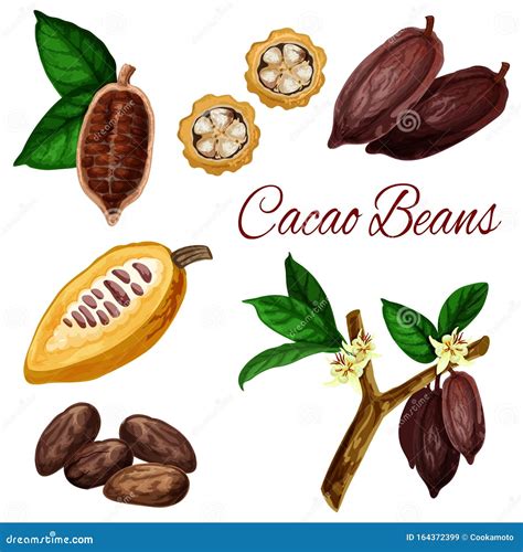 Cocoa Beans Cacao Pod Plant Chocolate Ingredient Stock Vector Illustration Of Food Graphic