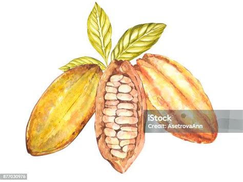 식물 그림의 집합입니다 흰색 배경에 고립 수채화 코코아 과일 컬렉션입니다 손으로 그린 카 카오 이국적인 식물 식물 카 카오 콩 프레임입니다 텍스트에 대 한 장소입니다 0명에
