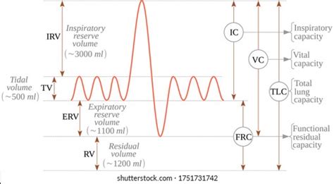 Vektor Stok Simple Spirometry Simple Test Used Diagnose Tanpa Royalti