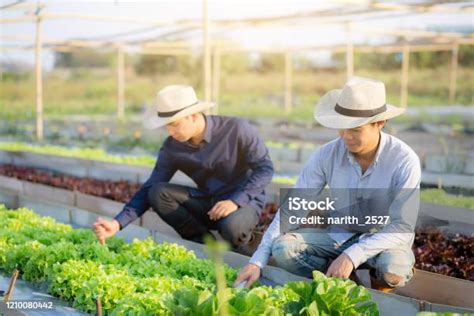 젊은 아시아 남자 농부 삽 농장에서 신선한 유기 야채 정원을 파고 생산 및 재배 녹색 오크 상추 수확 농업 분야에서 사업 건강 한 식품 개념 건강한 생활방식에 대한 스톡
