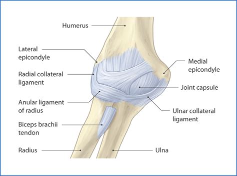 Diagram Of Elbow Ligaments