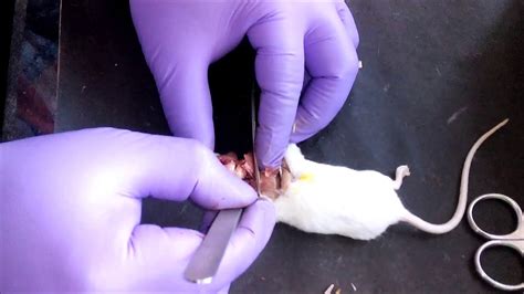 Mouse Brain Dissection I Mice Dissection Video I Brain Anatomy Youtube