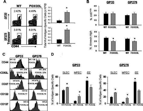 Increased Numbers Of Lcmv Specific Cd8 T Cells During The Chronic Phase